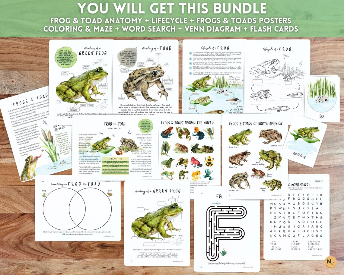 Frog Lifecycle & Anatomy, Toad Anatomy, Frogs and Toads Poster,spring ...