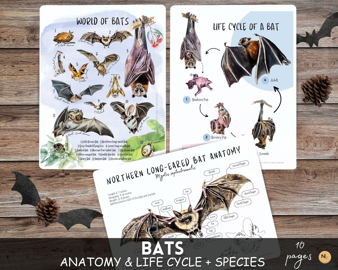 Bats Mini Study,bat Life Cycle,bat Anatomy,mammal Study,homeschool Fall ...