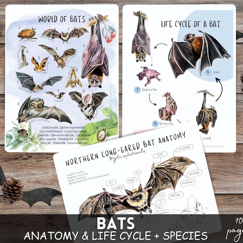 Bat Poster - Etsy