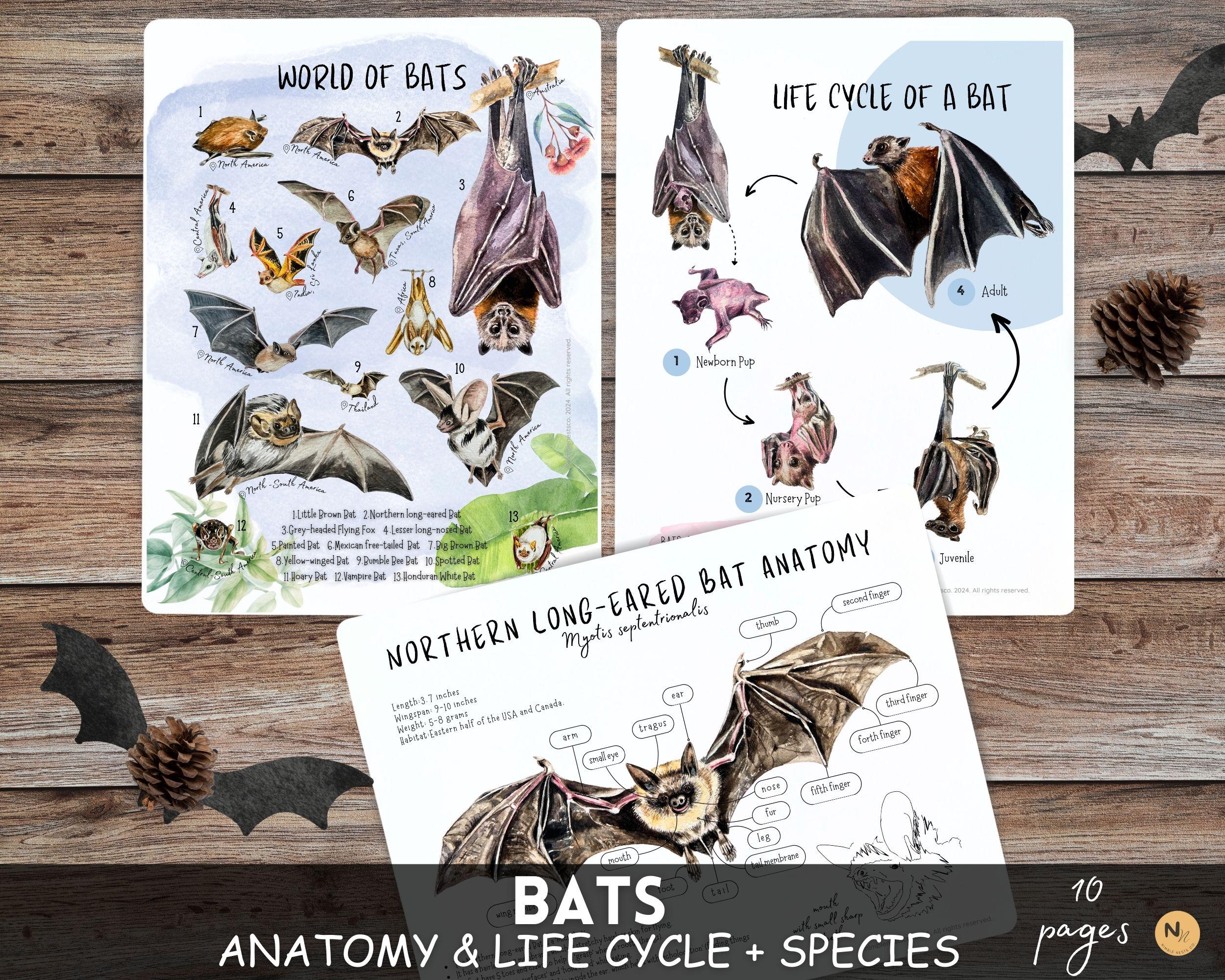 Bats Mini Study,bat Life Cycle,bat Anatomy,mammal Study,homeschool Fall ...