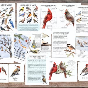 Winter Birds Flashcards: Backyard Study, Homeschool Printable (PDF) - Etsy