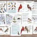 Winter Birds Flashcards: Backyard Study, Homeschool Printable (PDF) - Etsy