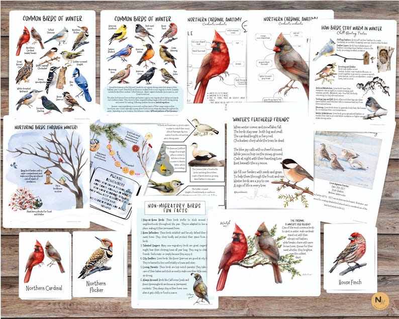 Winter Birds Flashcards: Backyard Study, Homeschool Printable (PDF) - Etsy