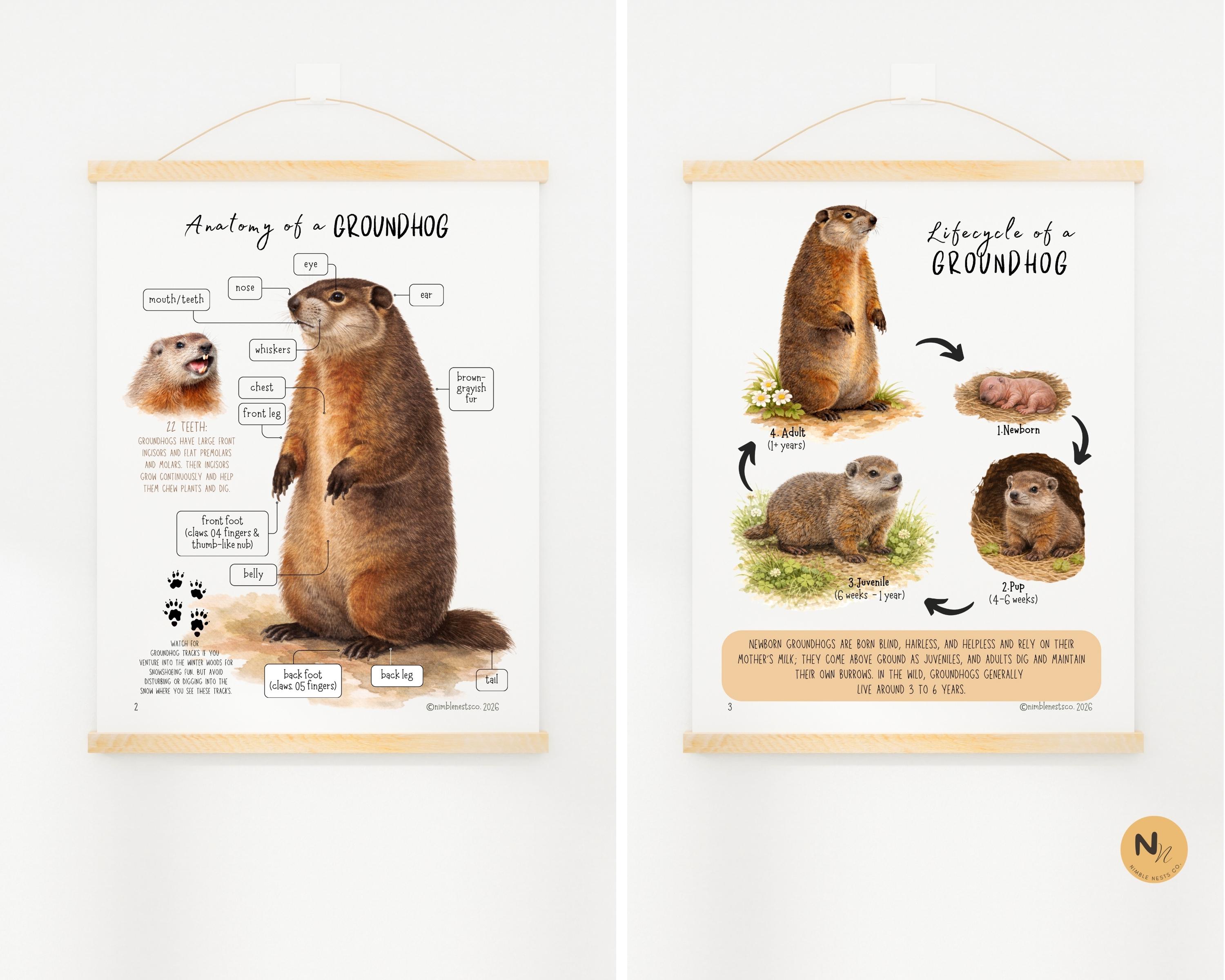 Groundhog Day Unit Study Printable: Anatomy, Life Cycle, Hibernation ...
