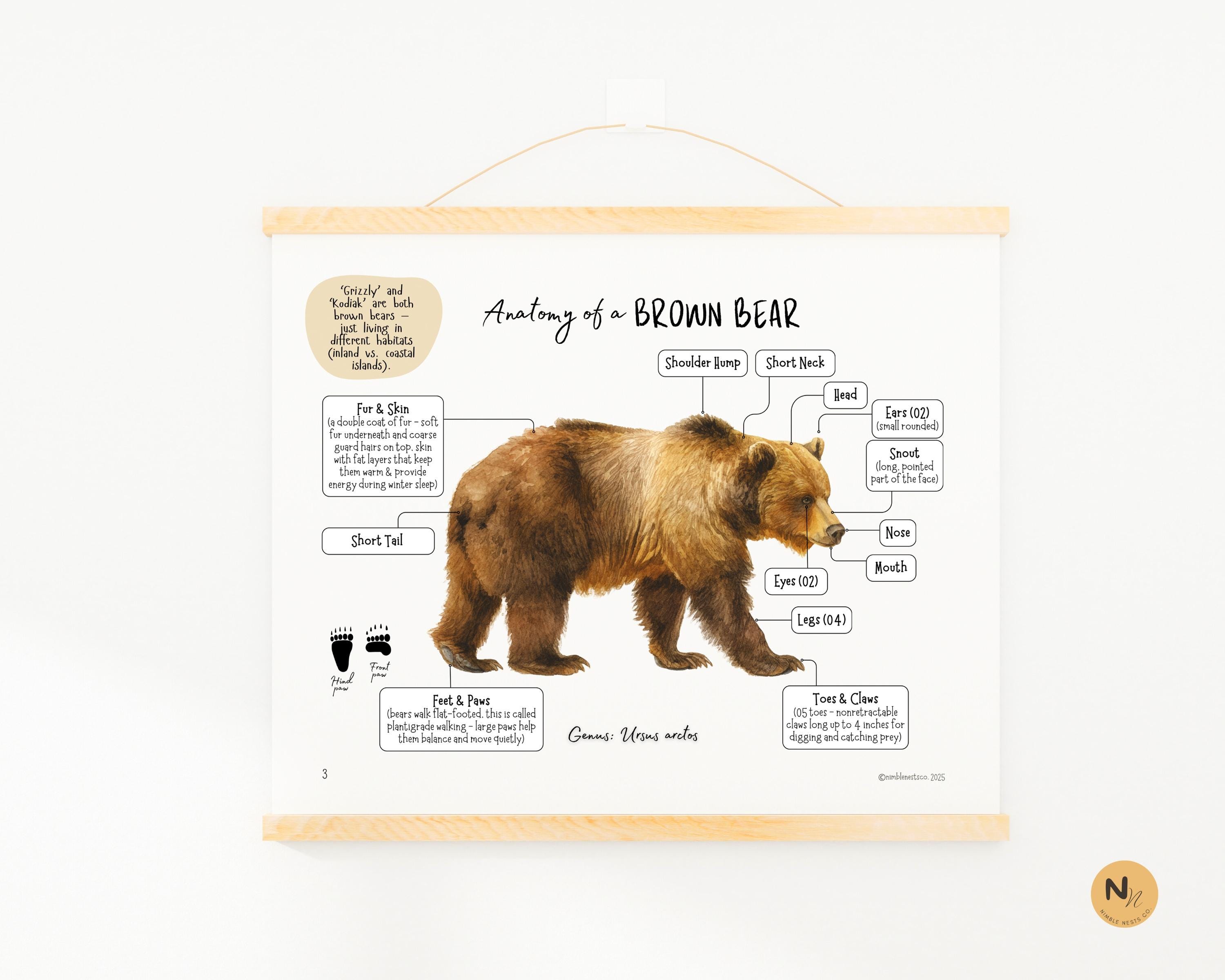 Grizzly Bear and Black Bear Mini Unit: Bear Anatomy & Lifecycle, Bear ...