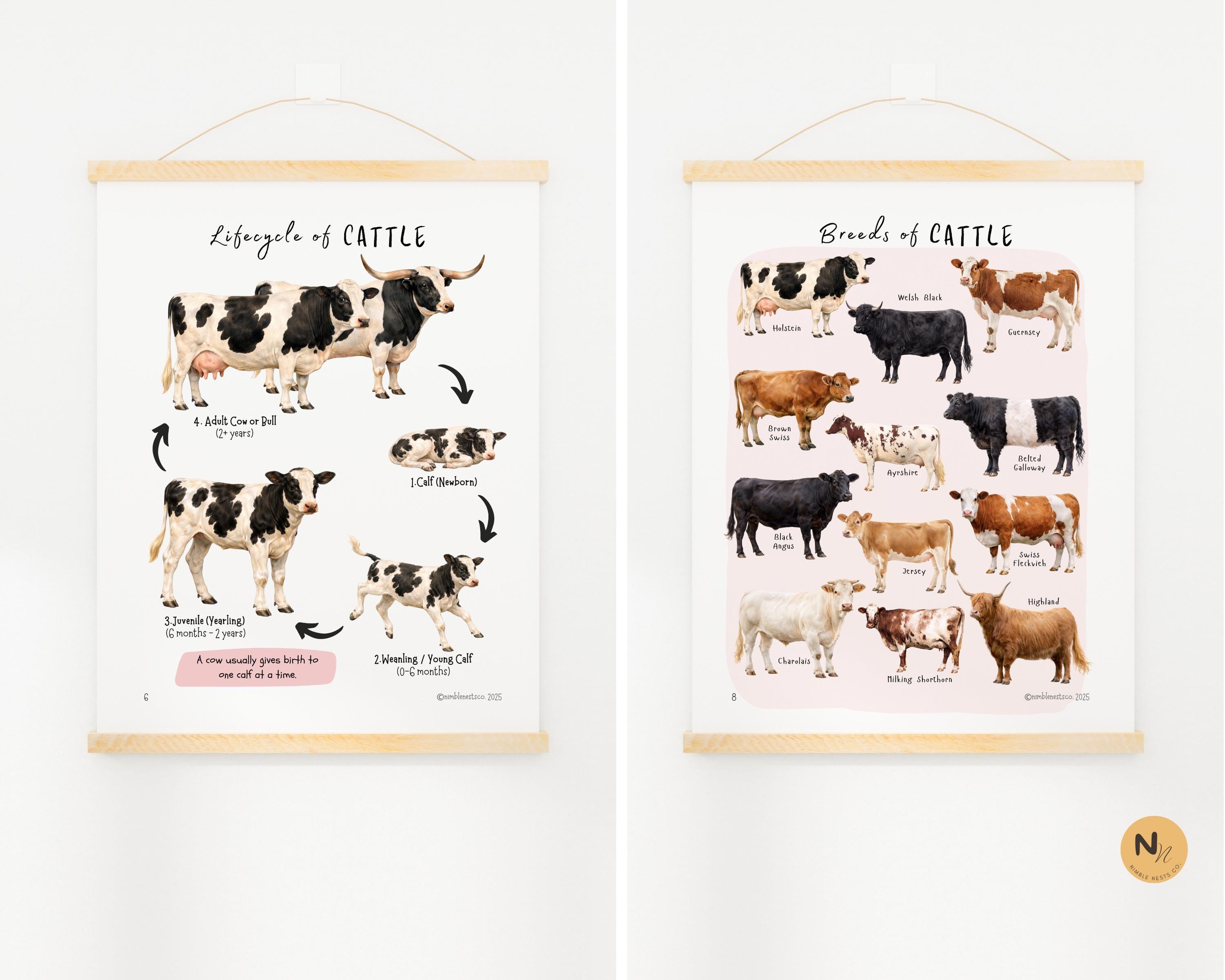 Farm Animals Unit Study PDF: Printable Farm Animal Life Cycles, Anatomy ...