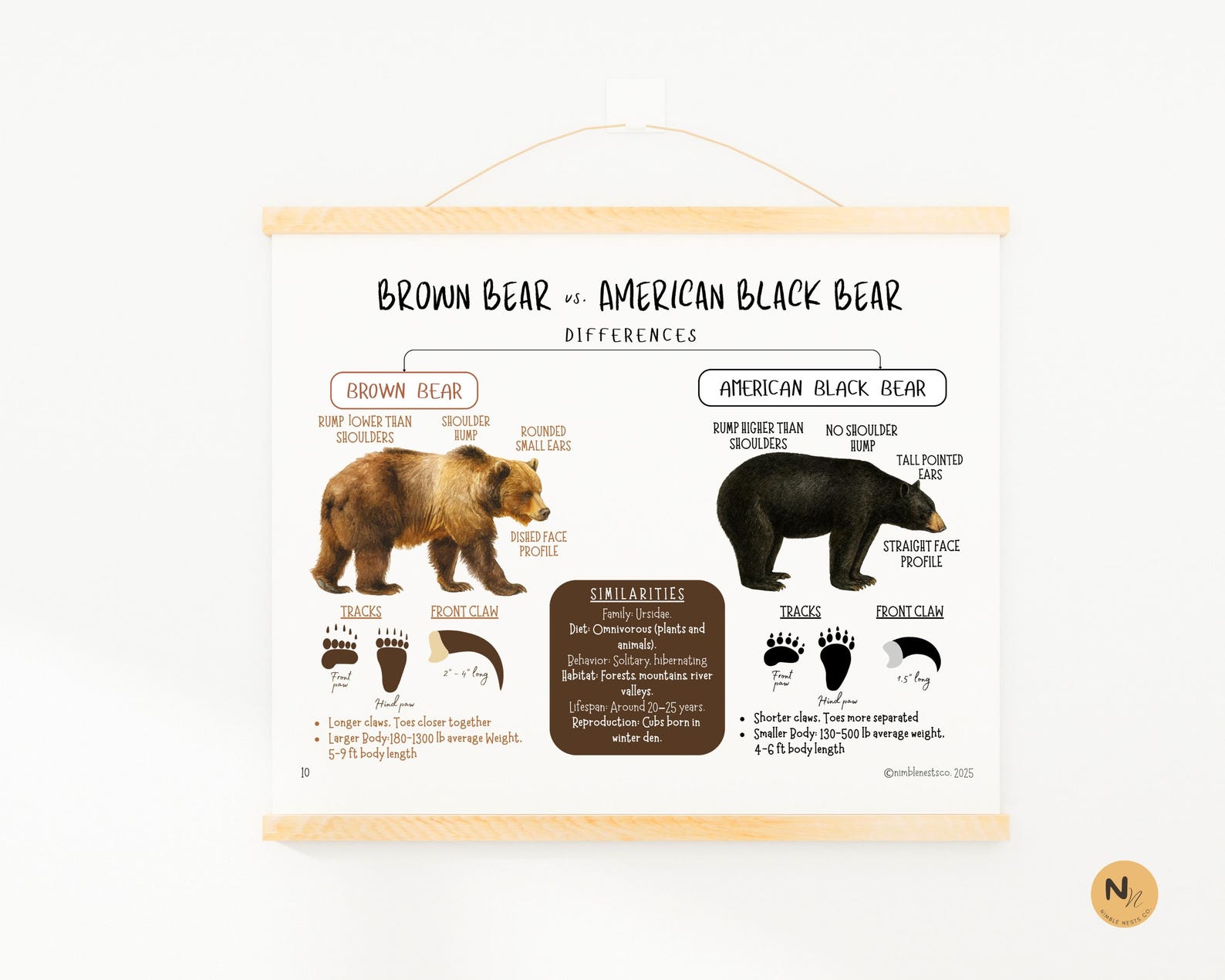 Grizzly Bear and Black Bear Mini Unit: Bear Anatomy & Lifecycle, Bear ...