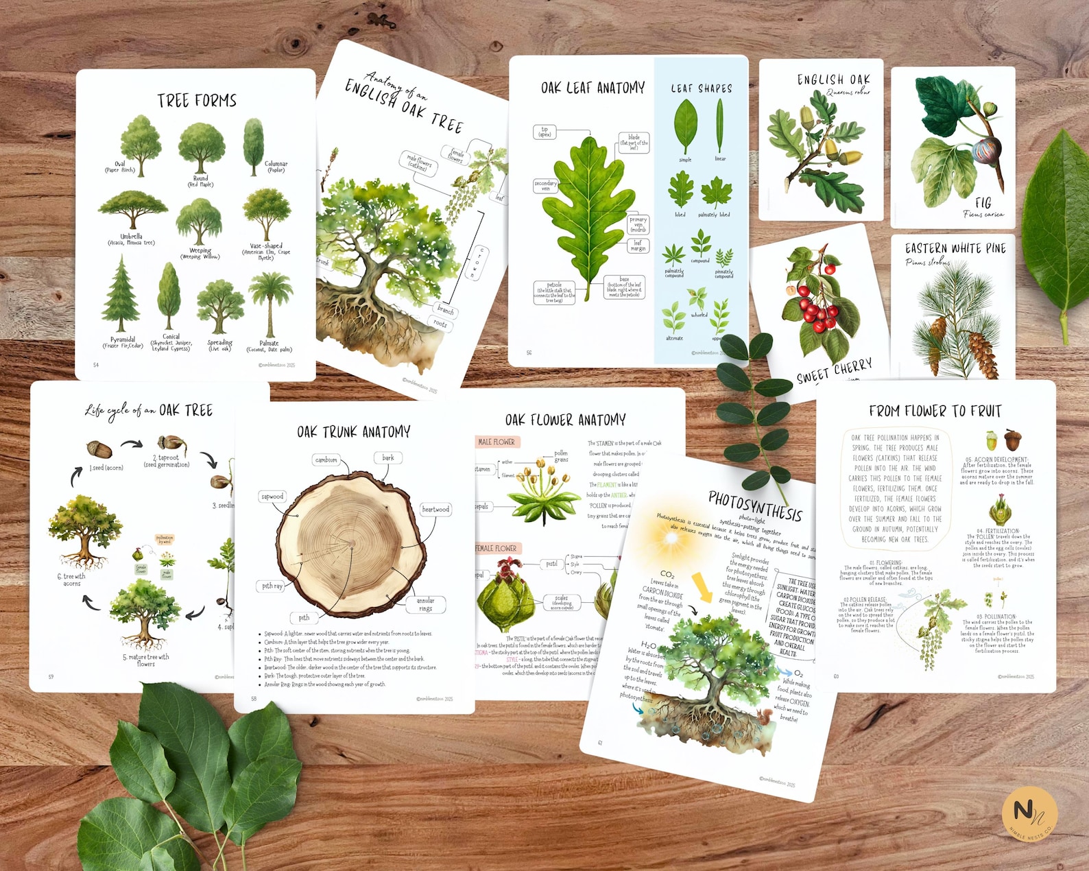 Summer Homeschool Unit Study: Nature Journal, Leaf ID Cards (PDF ...