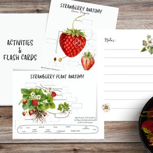 Strawberry Unit Study, Strawberry Anatomy, Strawberry Life Cycle,spring ...