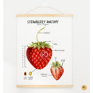 Strawberry Unit Study, Strawberry Anatomy, Strawberry Life Cycle,spring ...