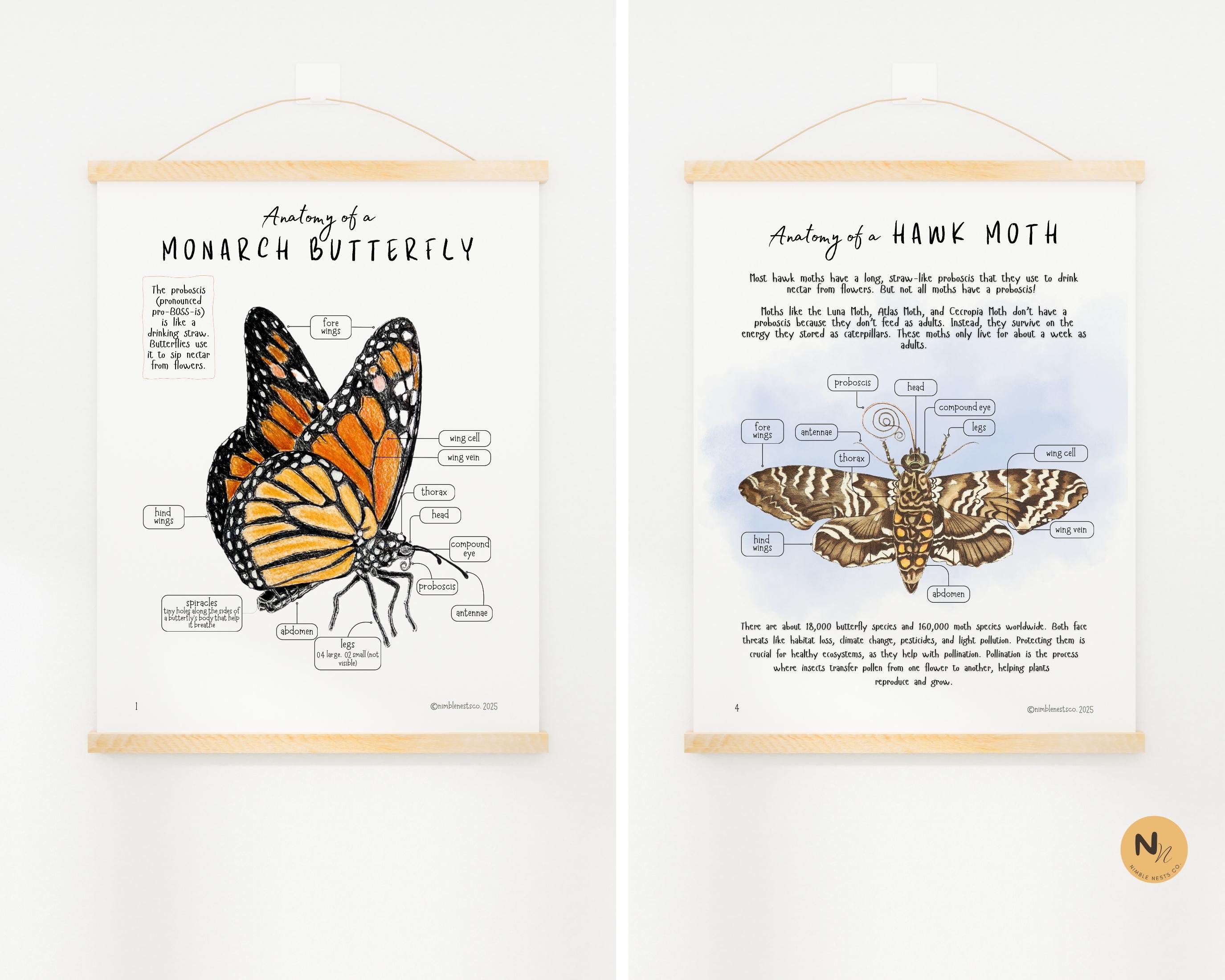 Butterfly & Moth Unit Study: Monarch, Anatomy, Lifecycle, Caterpillars ...