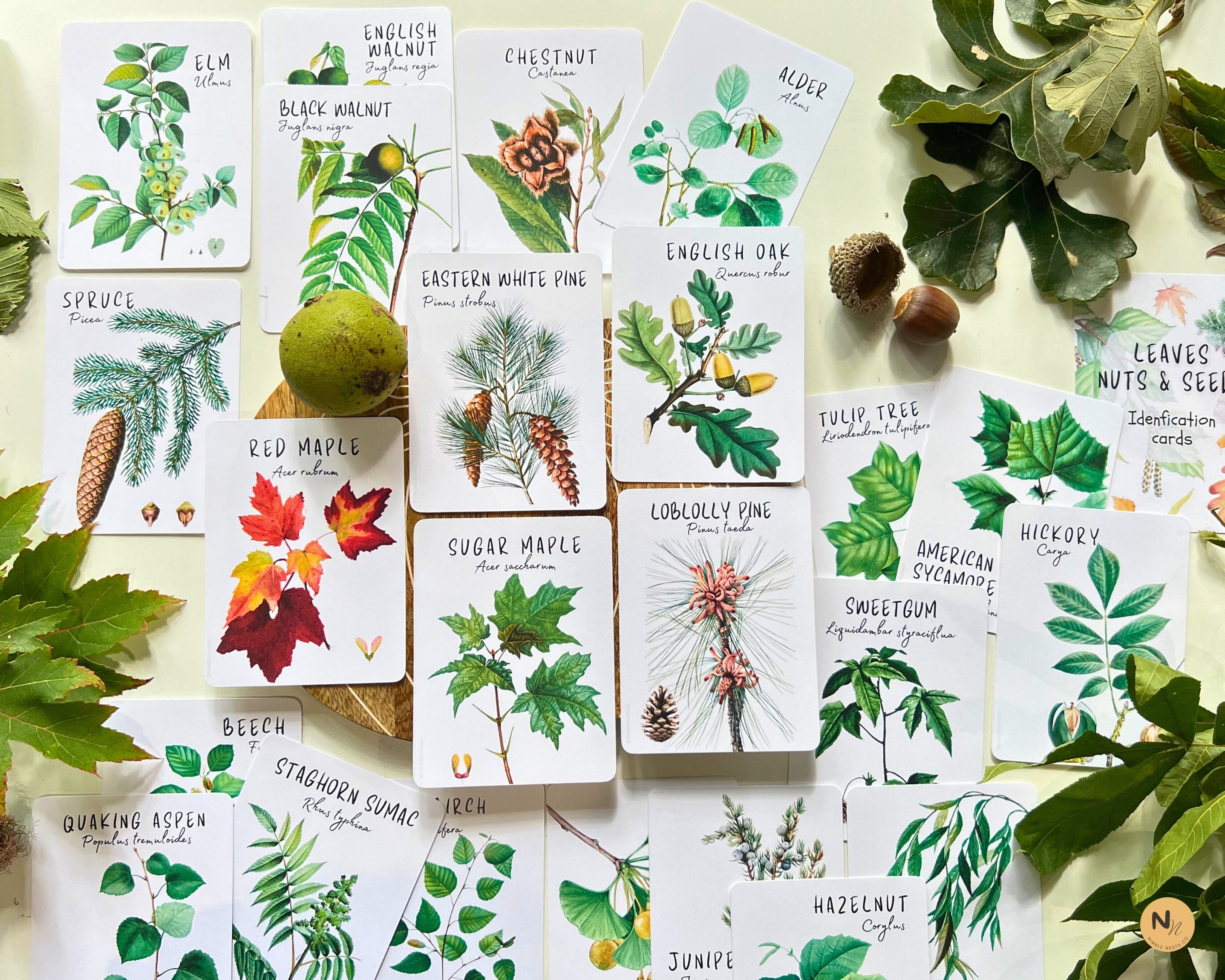 Tree Identification Cards, Leaf Flash Cards, Leaves Cards, Fall Leaf ...