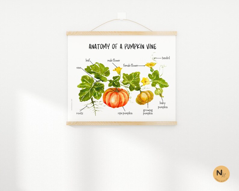 Pumpkin Study, Parts of a Pumpkin, Fall Homeschool, Fall Activity ...