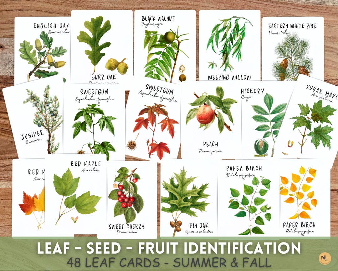 Tree Identification Flash Cards: Leaves, Nuts, Seeds, Fall Leaf Cards, Leaf Cards - Etsy