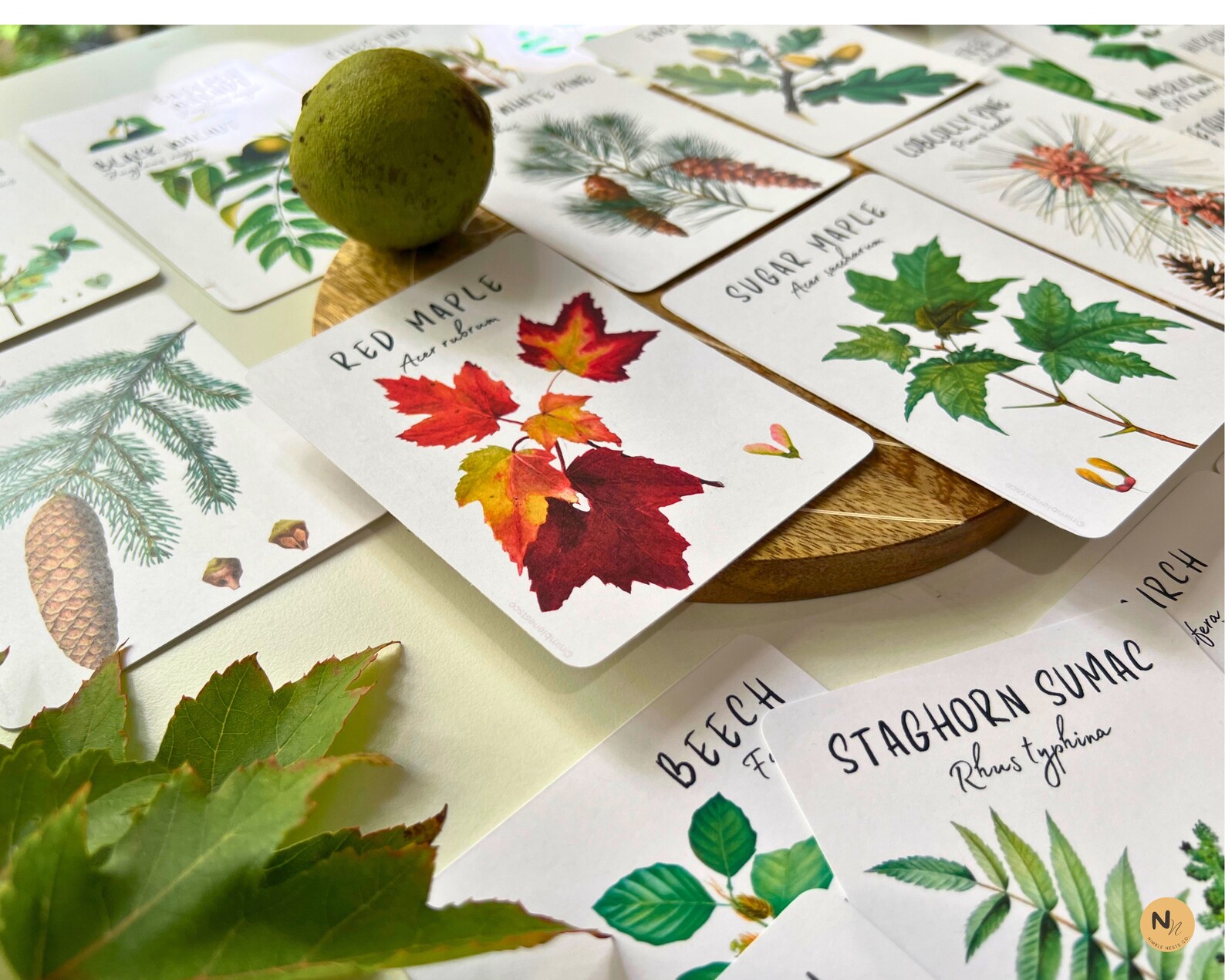Tree Identification Cards, Leaf Flash Cards, Leaves Cards, Fall Leaf ...