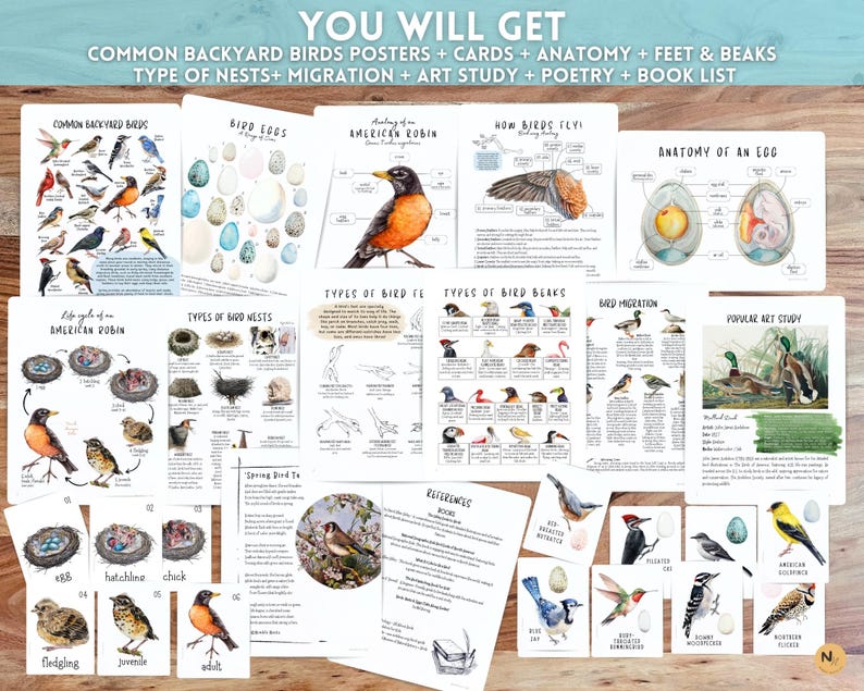 Bird Unit Study: Anatomy, Life Cycle, Backyard Birds (PDF) - Etsy