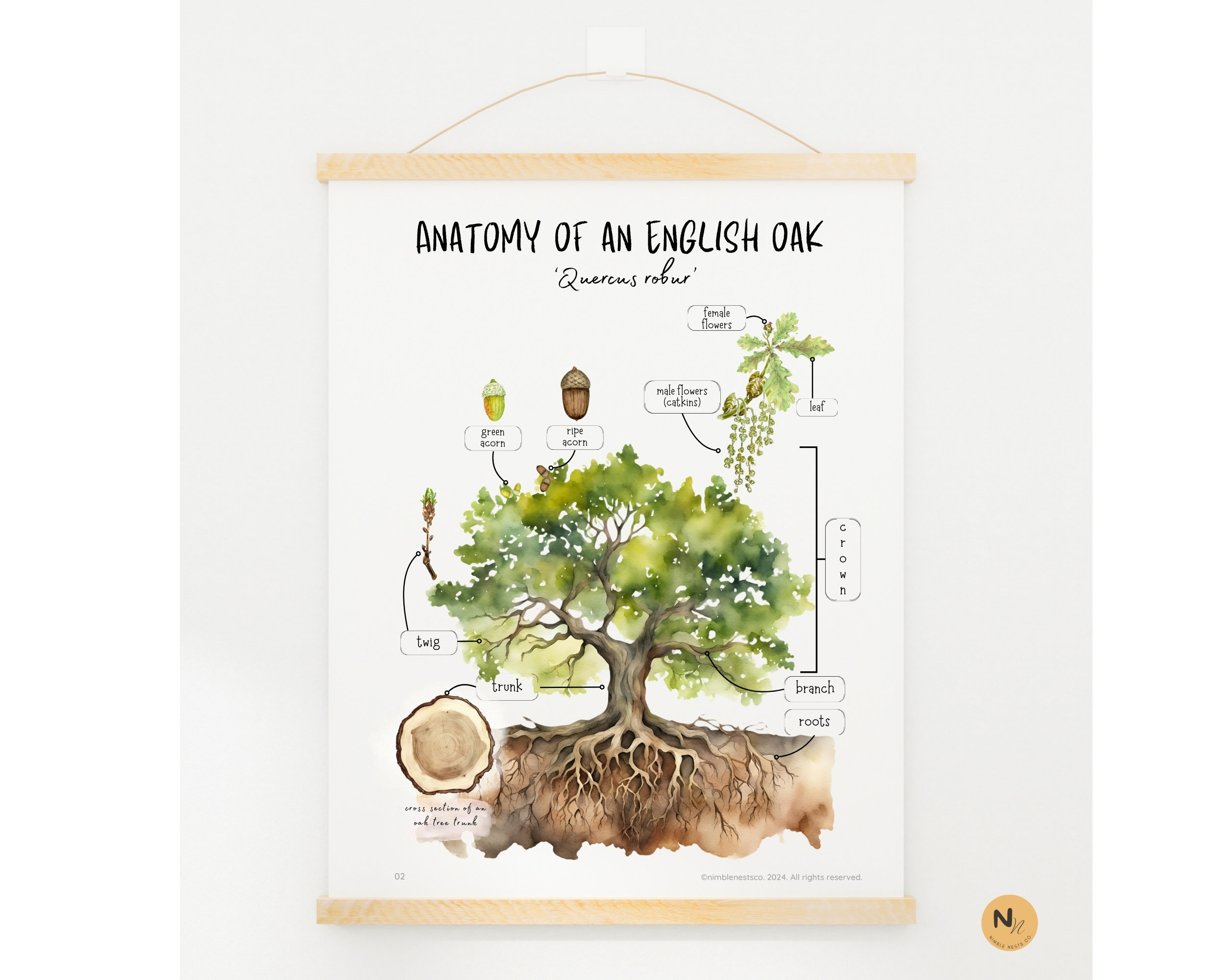 Oak & Acorn Anatomy, Life Cycle Mini Unit Study (PDF) - Etsy