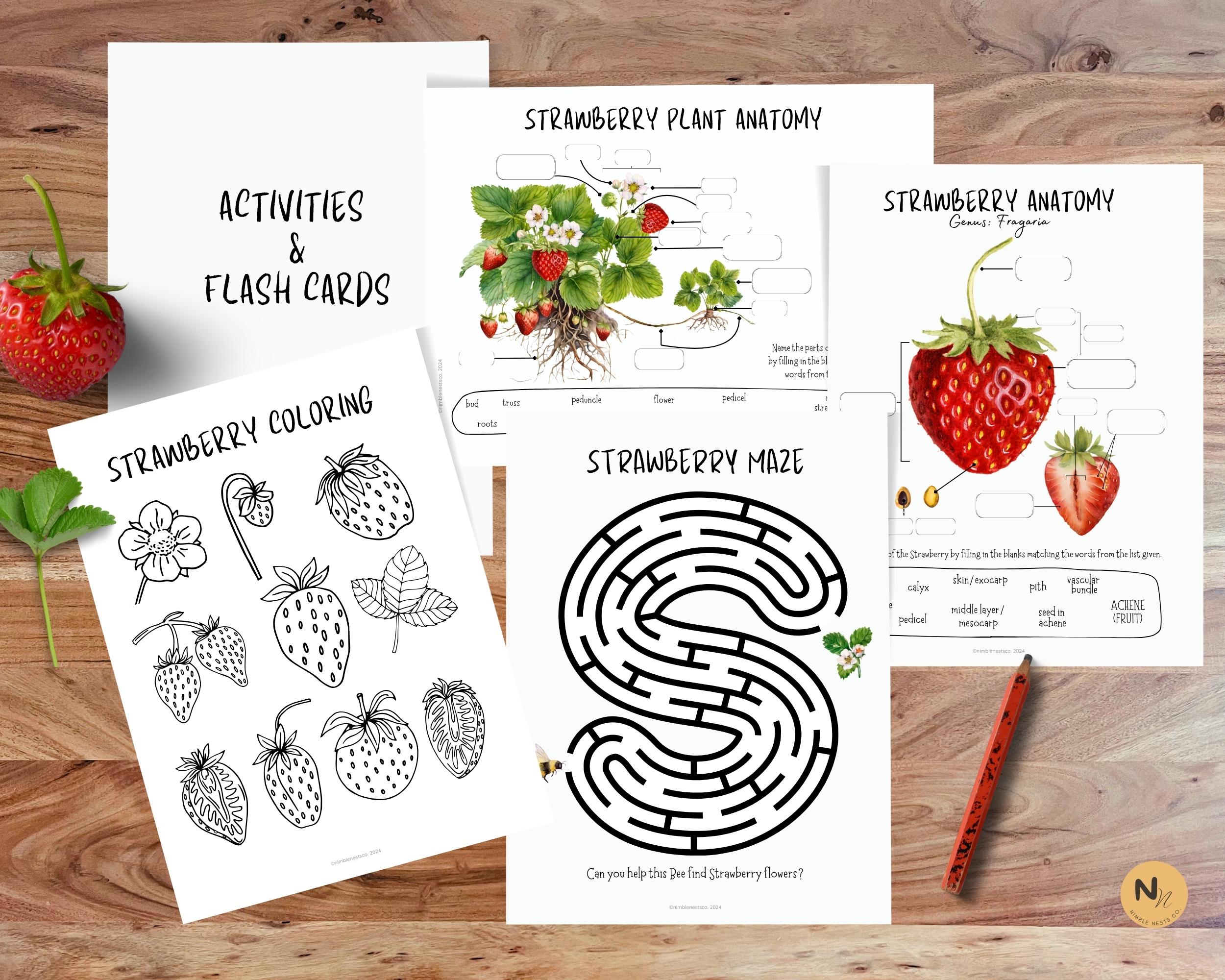 Strawberry MINI Study, Strawberry Life Cycle, Strawberry Anatomy ...