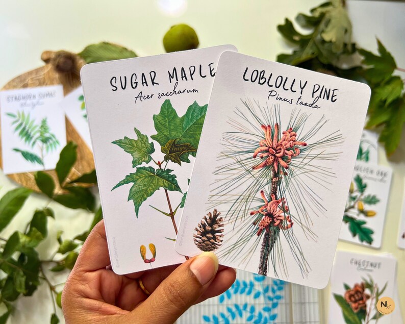 Tree Identification Cards, Leaf Flash Cards, Leaves Cards, Fall Leaf ...