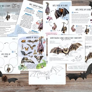 Bats Mini Study,bat Life Cycle,bat Anatomy,mammal Study,homeschool Fall ...