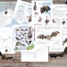 Bats Mini Study,bat Life Cycle,bat Anatomy,mammal Study,homeschool Fall ...