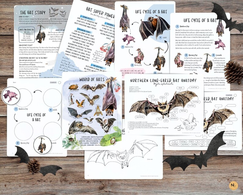 Bats Mini Study,bat Life Cycle,bat Anatomy,mammal Study,homeschool Fall ...