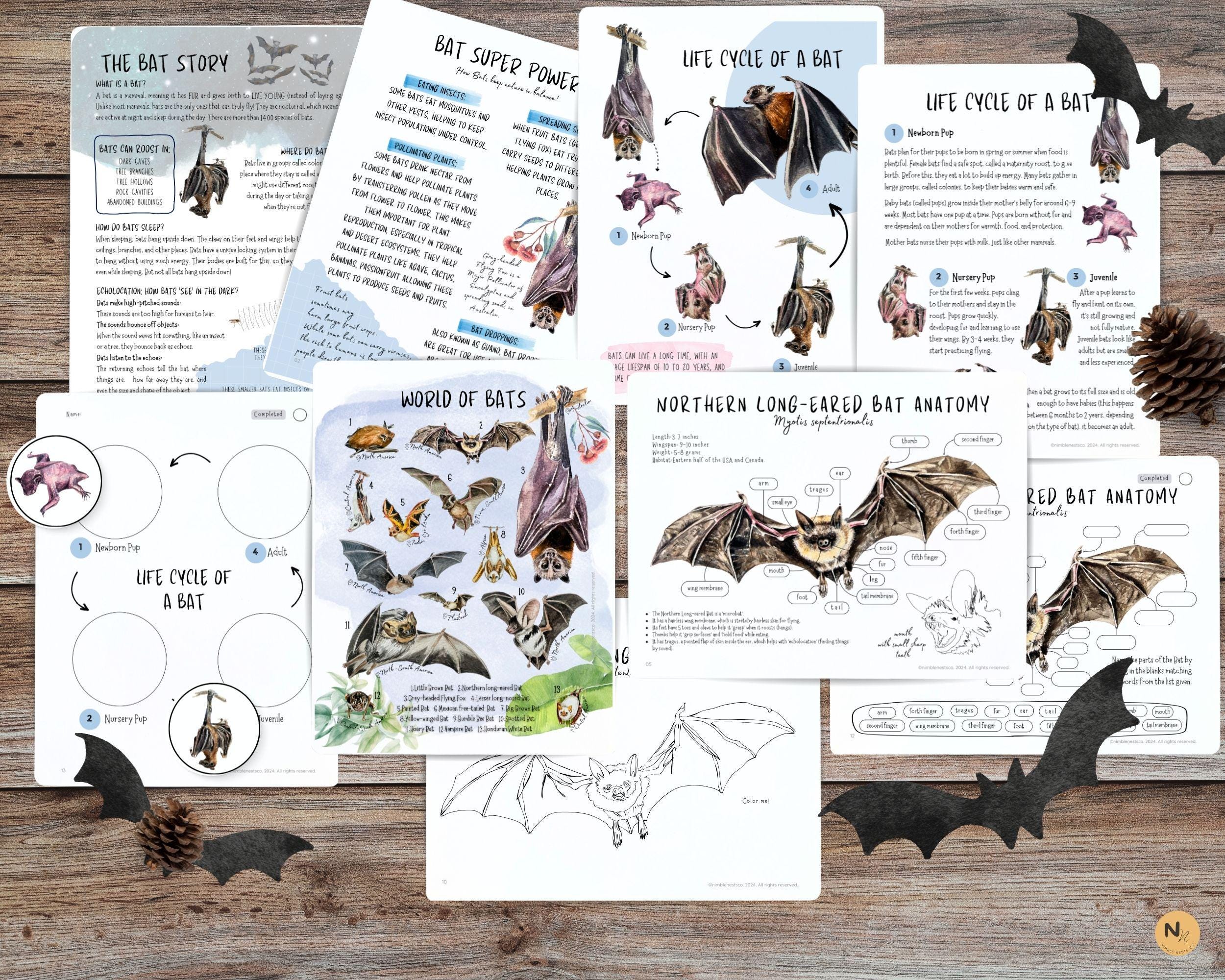 Bats Mini Study,bat Life Cycle,bat Anatomy,mammal Study,homeschool Fall ...