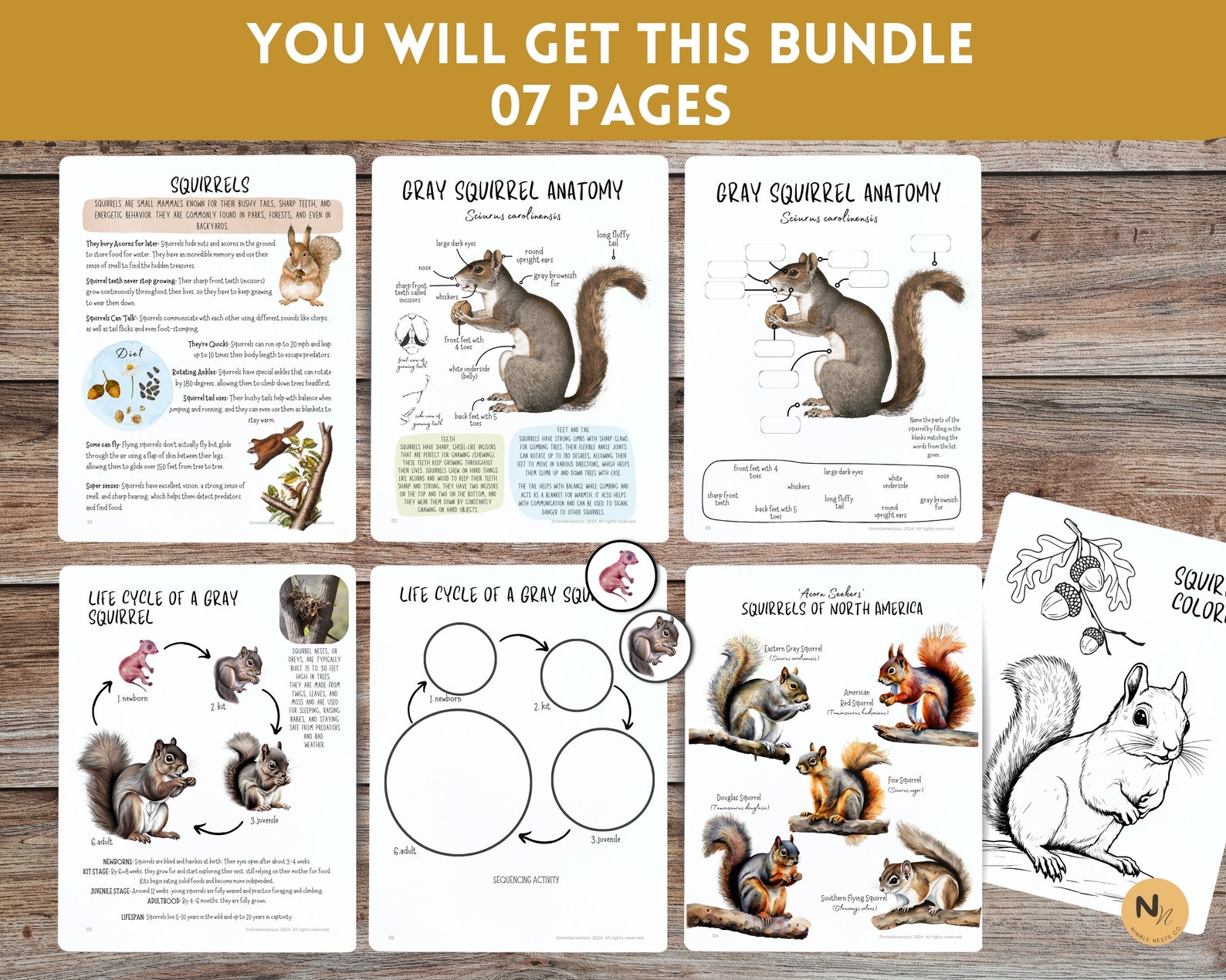 Squirrel Anatomy & Life Cycle Mini Unit Study (PDF Download) - Etsy