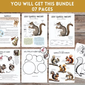 Squirrel Anatomy & Life Cycle Mini Unit Study (PDF Download) - Etsy