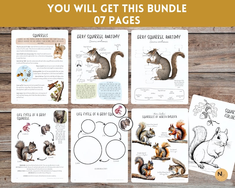 Squirrel Anatomy & Life Cycle Mini Unit Study (PDF Download) - Etsy