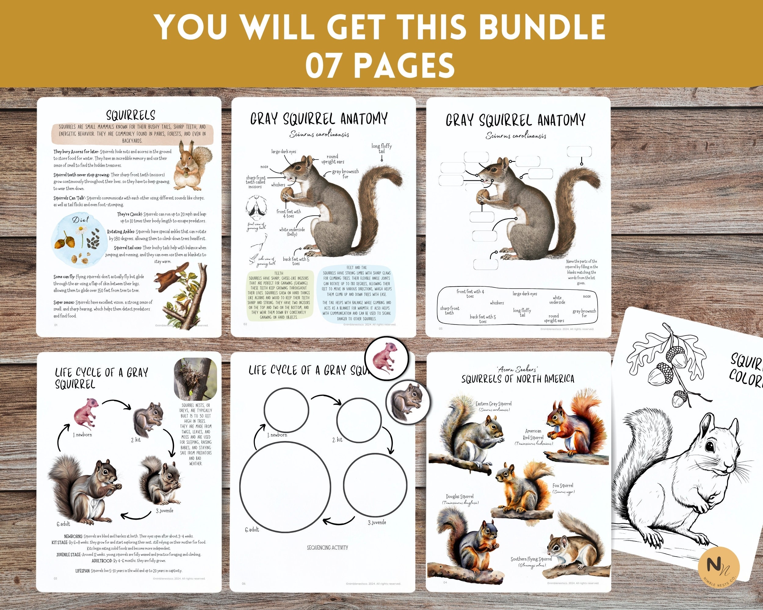 Squirrel Anatomy & Life Cycle Mini Unit Study (PDF Download) - Etsy