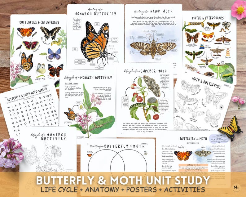 Butterfly & Moth Unit Study: Monarch, Anatomy, Lifecycle, Caterpillars ...