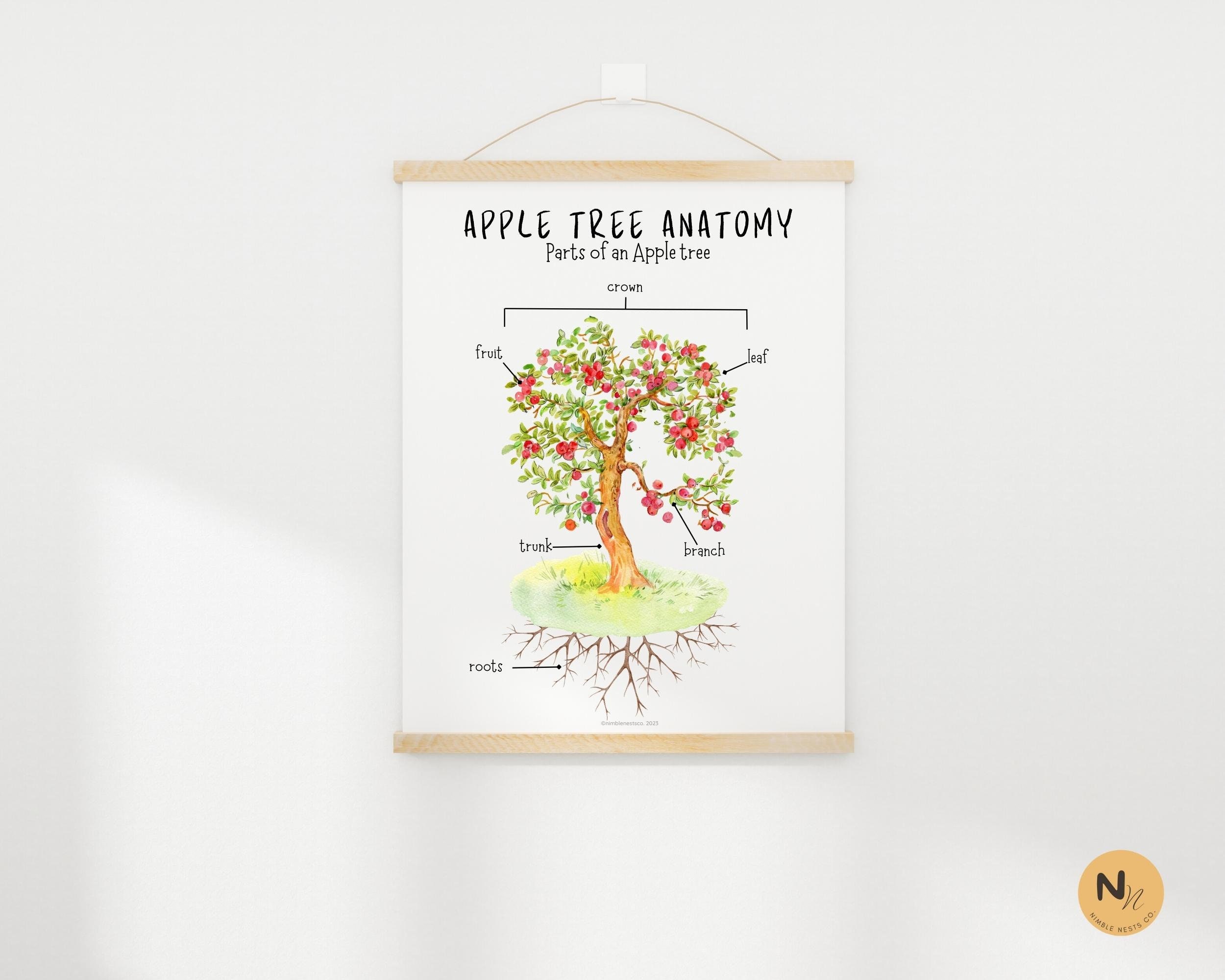 Apple Anatomy & Apple Tree Study: Fall Kids Activity (PDF) - Etsy