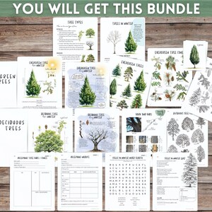 Winter Trees Mini Unit Study: Evergreen & Deciduous (PDF) - Etsy