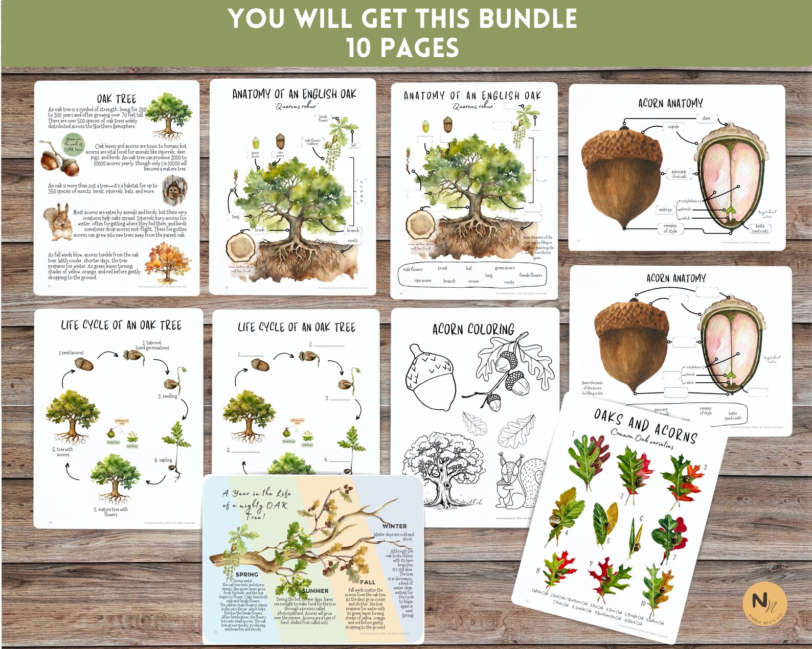 Oak & Acorn Anatomy, Life Cycle Mini Unit Study (PDF) - Etsy