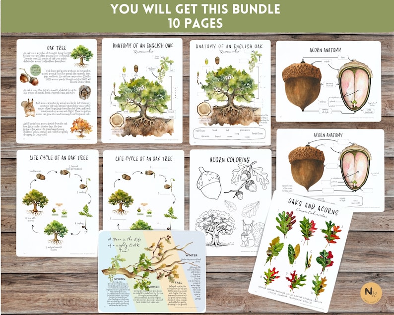 Oak & Acorn Anatomy, Life Cycle Mini Unit Study (PDF) - Etsy