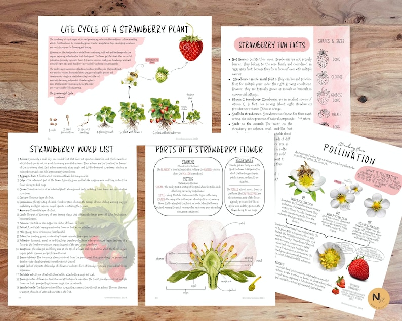 Strawberry Life Cycle & Anatomy Homeschool Printable (PDF) - Etsy