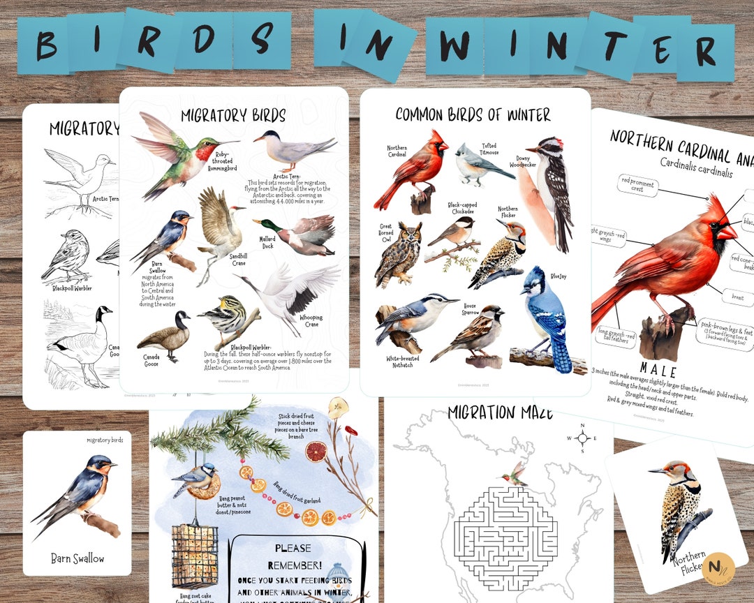 Birds in Winter, Birds Mini Study, Migratory Birds, Winter Birds ...