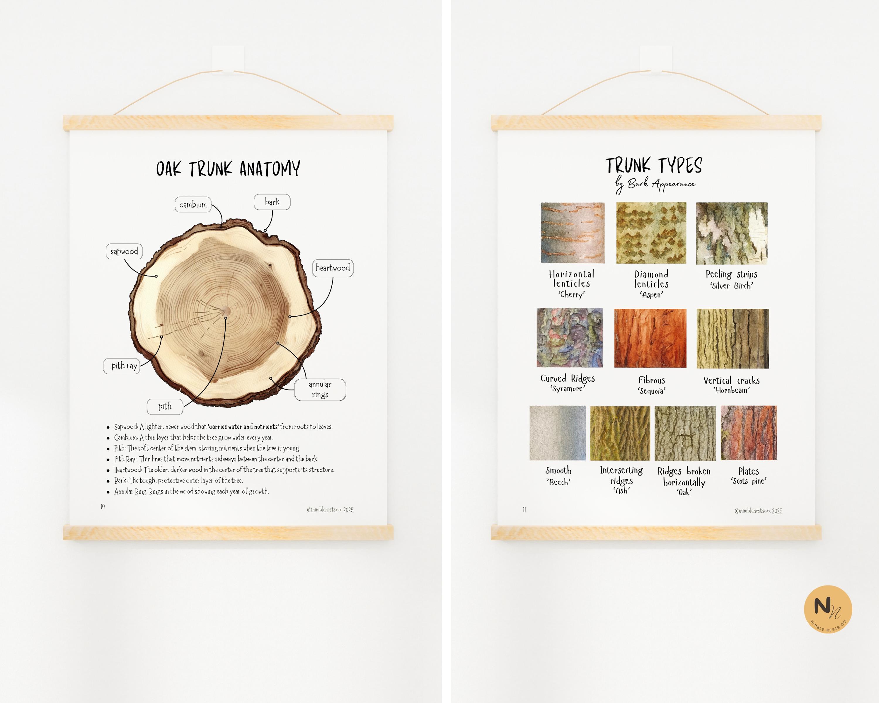 Trees Mini Unit,tree Life Cycle,tree Anatomy,trees in Winter,oak Tree ...