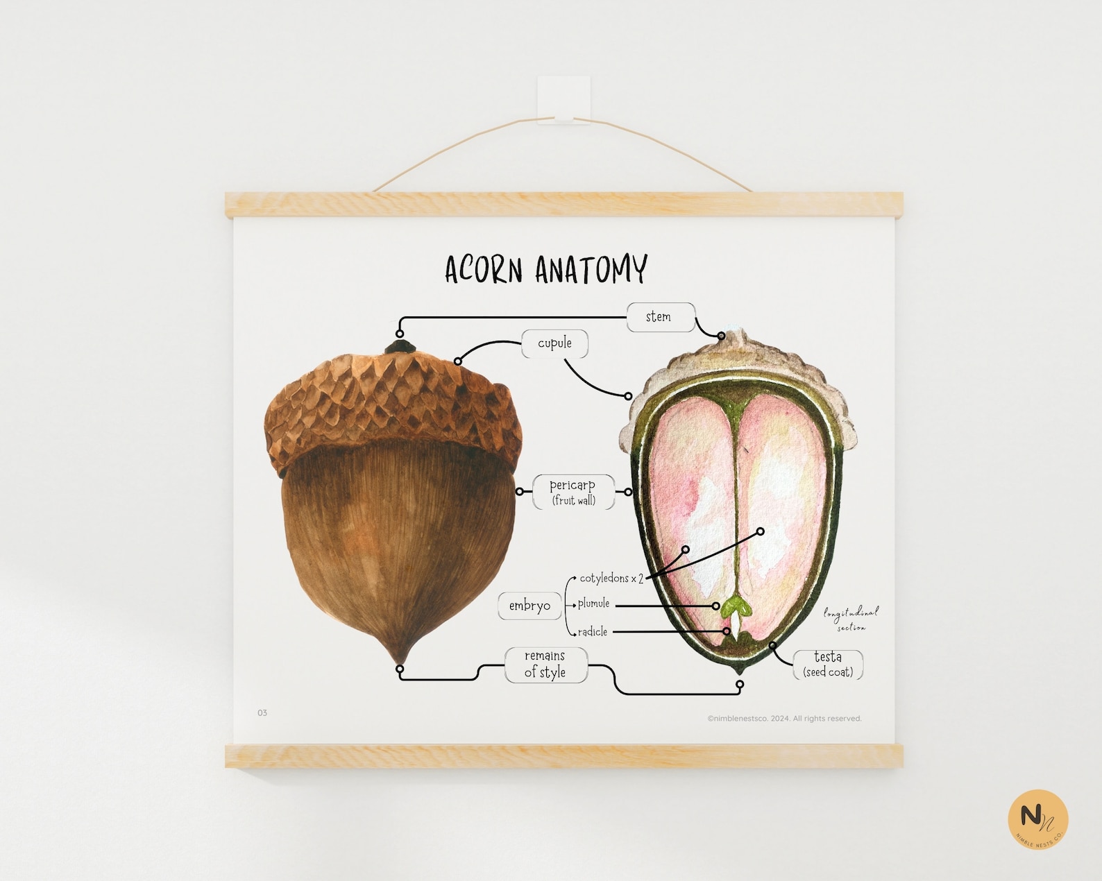 OAK & ACORN Anatomy, Oak Life Cycle, Tree Mini Unit Study, Homeschool ...