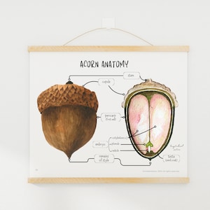 OAK & ACORN Anatomy, Oak Life Cycle, Tree Mini Unit Study, Homeschool ...