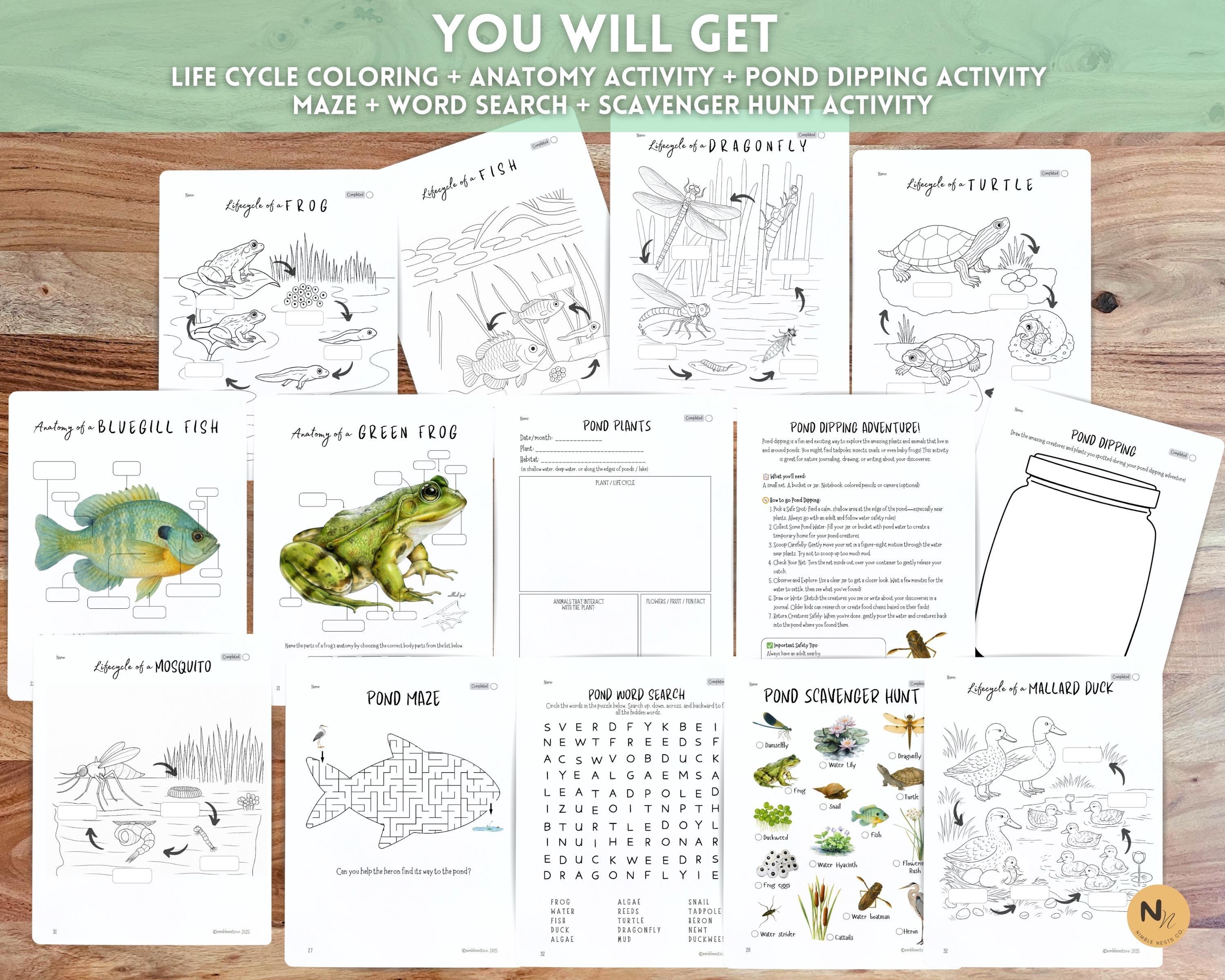 Pond Life Cycle Unit Study: Homeschool Nature Science (PDF) - Etsy