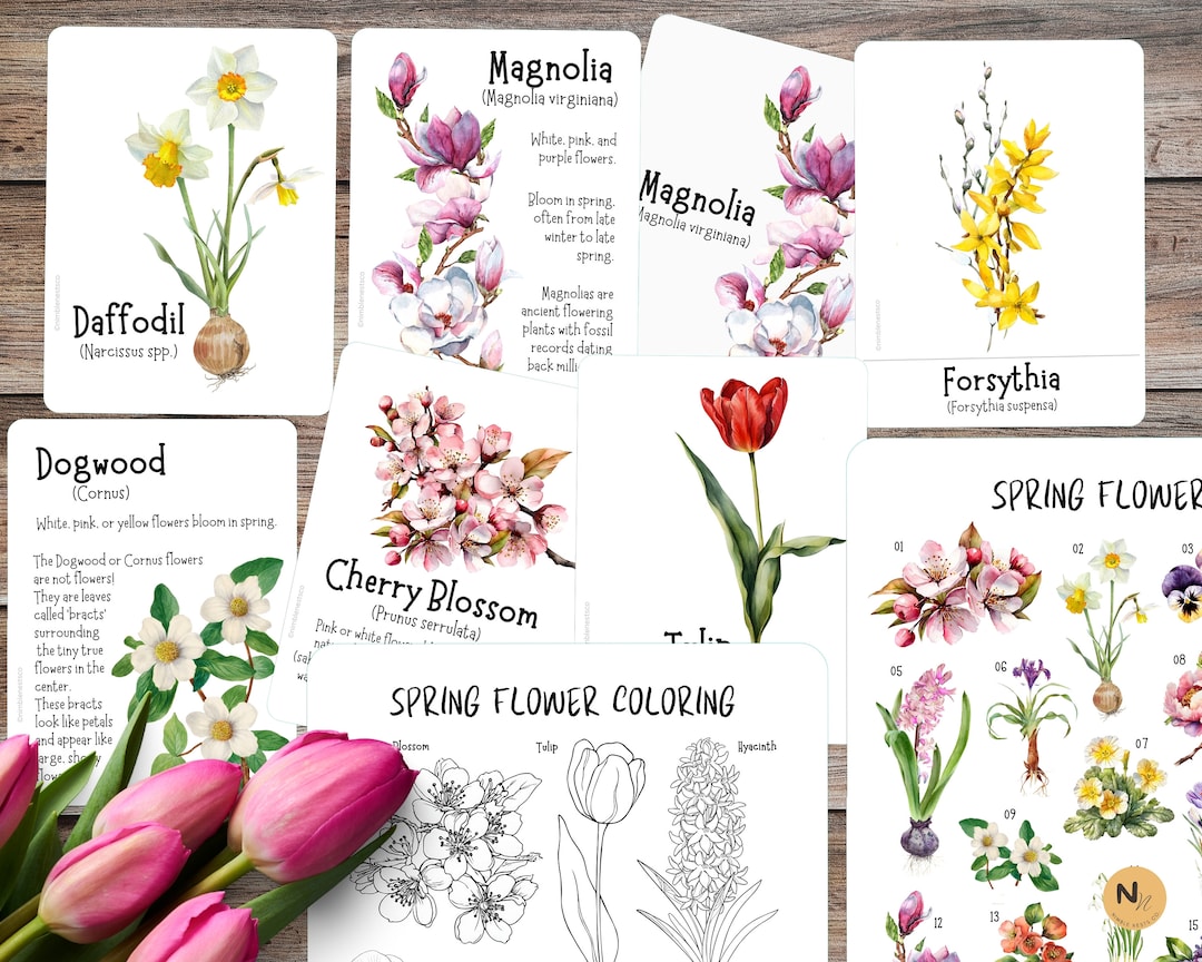 Spring Flower Cards,spring Nature Study,homeschooling Spring Study ...