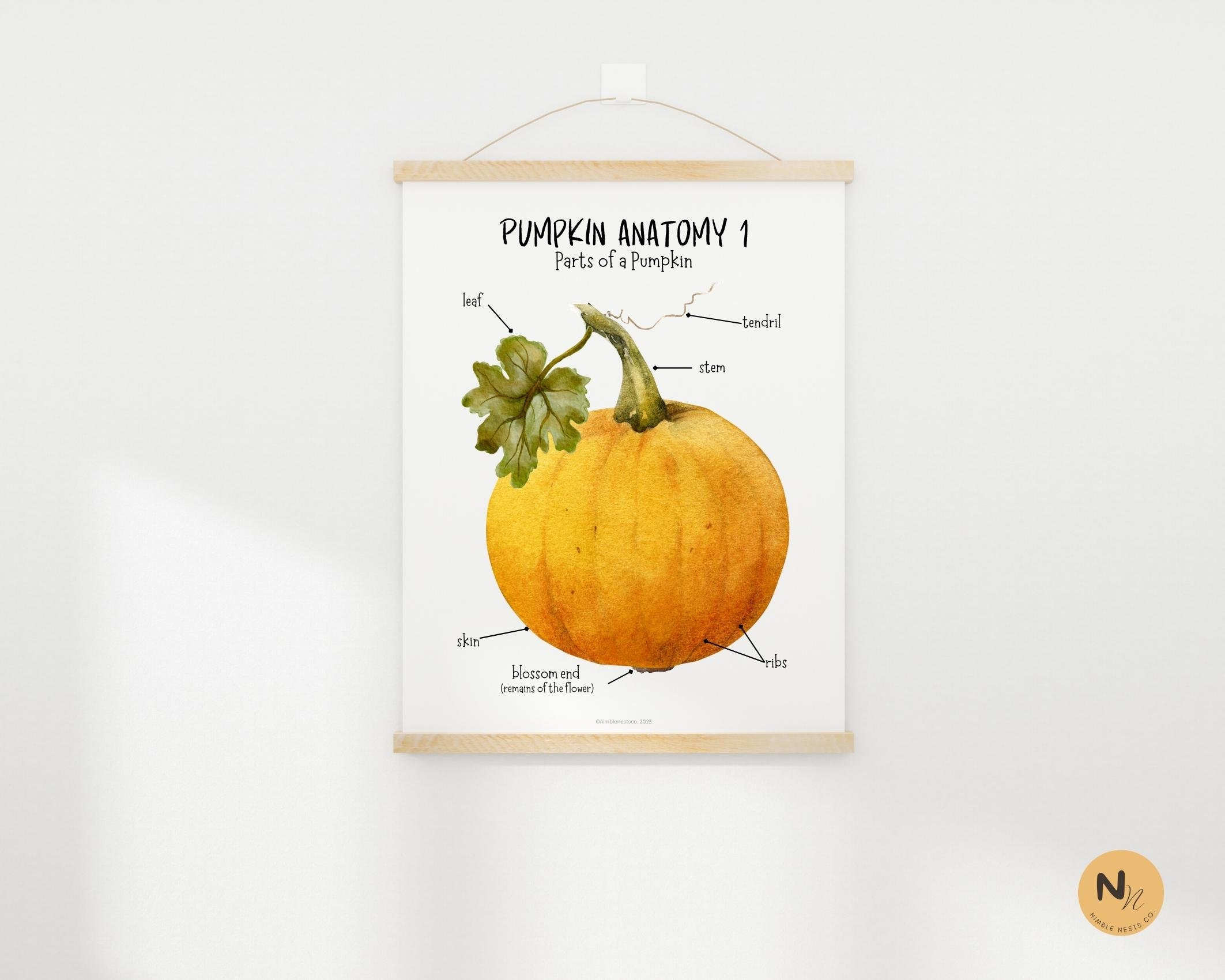 PUMPKIN Anatomy Parts of a Pumpkin Pumpkin mini study Fall - Etsy Portugal