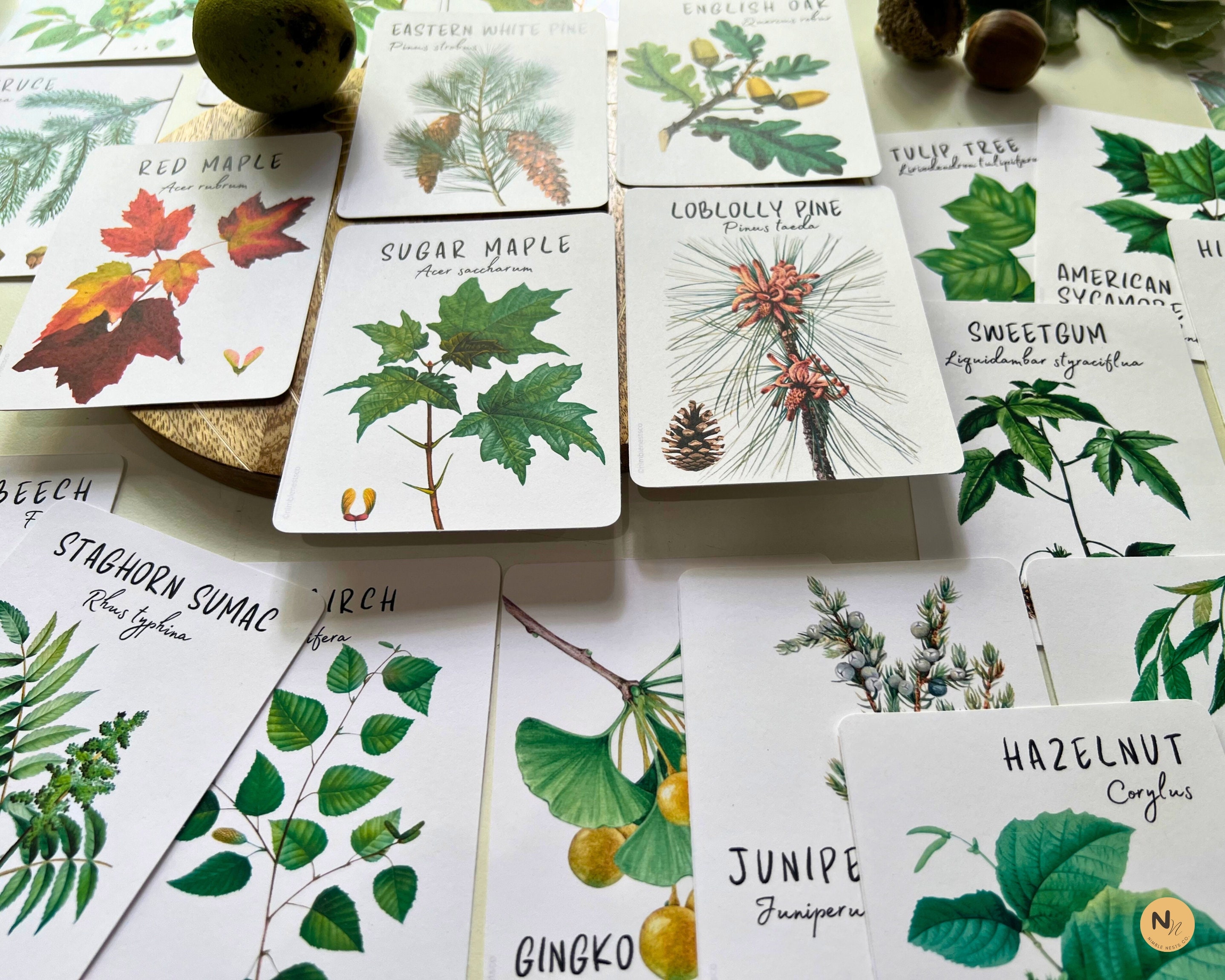 Tree Identification Cards, Leaf Flash Cards, Leaves Cards, Fall Leaf ...