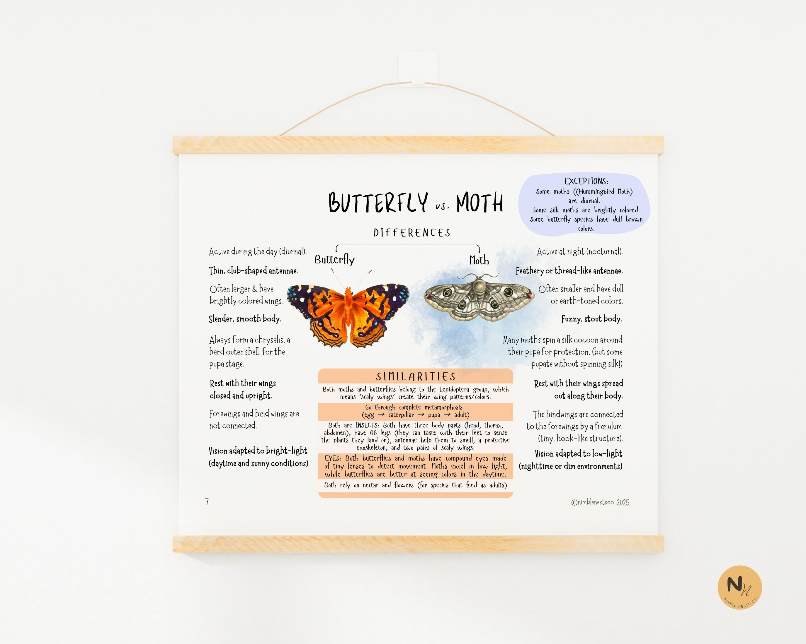 Butterfly & Moth Unit Study: Monarch, Anatomy, Lifecycle, Caterpillars ...