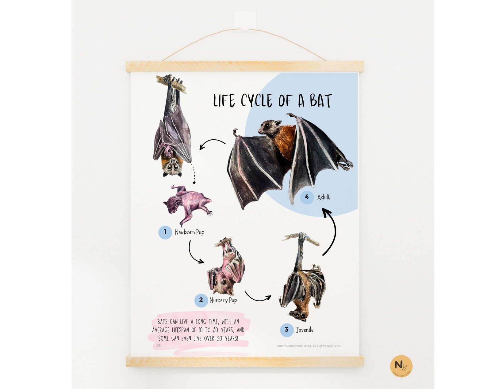 Bats Mini Study,bat Life Cycle,bat Anatomy,mammal Study,homeschool Fall ...
