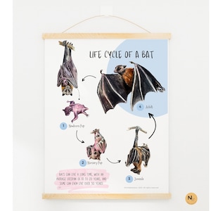 Bats Mini Study,bat Life Cycle,bat Anatomy,mammal Study,homeschool Fall ...