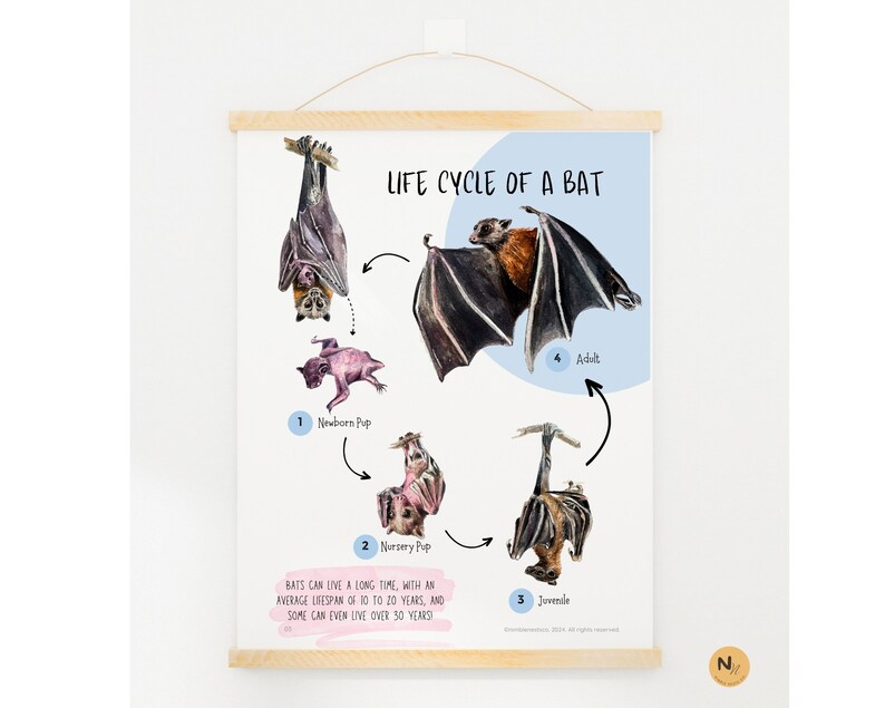 Bats Mini Study,bat Life Cycle,bat Anatomy,mammal Study,homeschool Fall ...