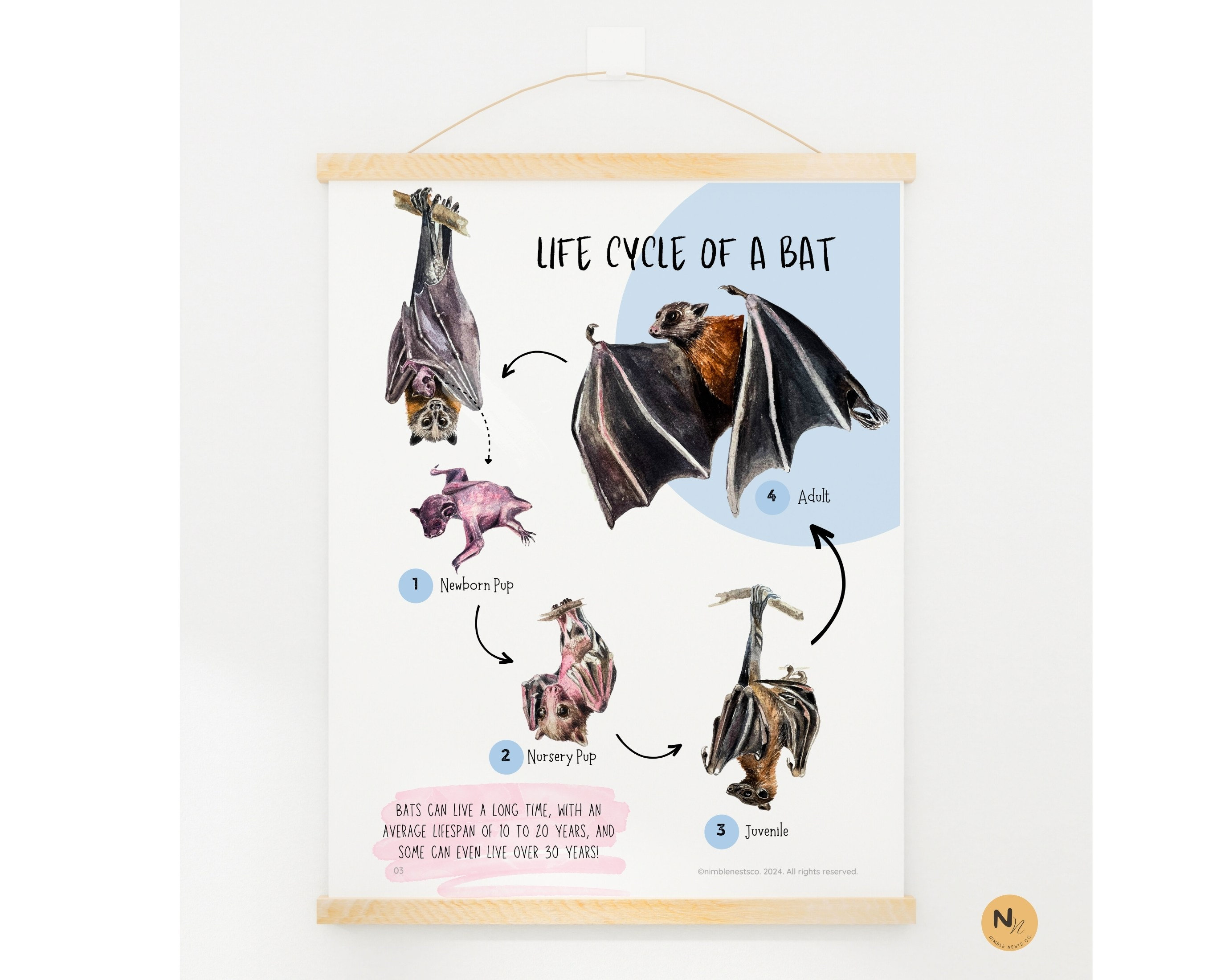 Bats Mini Study,bat Life Cycle,bat Anatomy,mammal Study,homeschool Fall ...